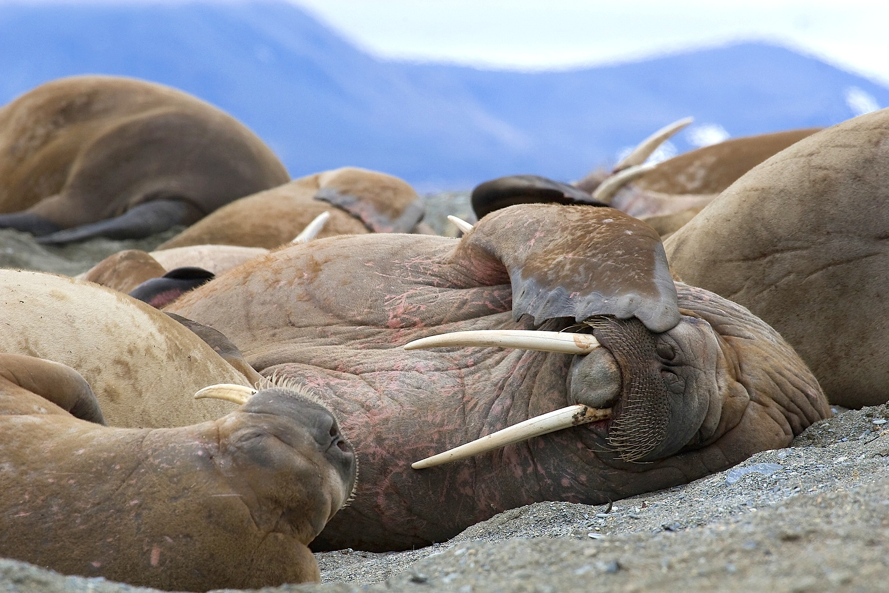Baffin Island - Jewel of the High Arctic