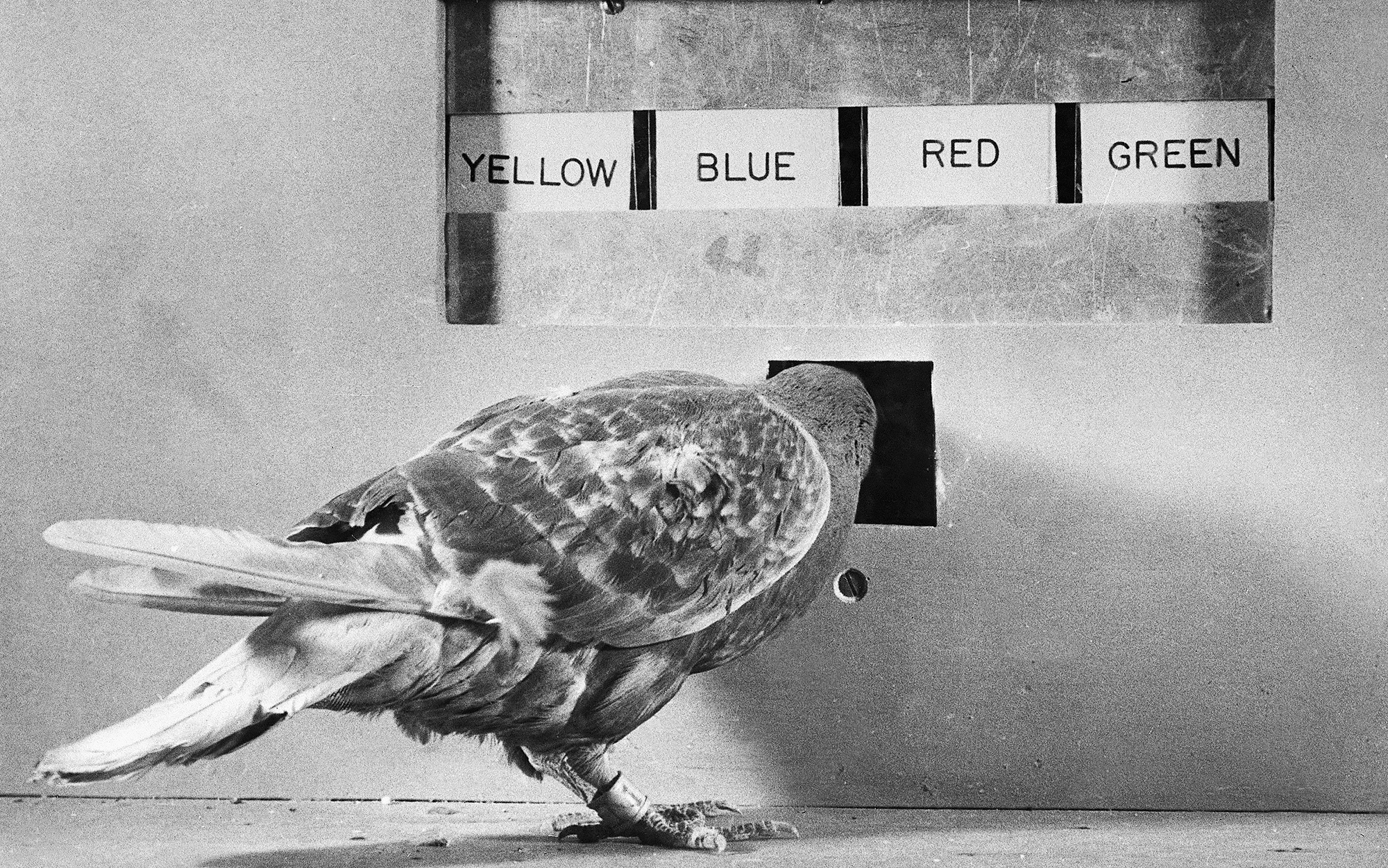 Pigeons Operant Conditioning And Social Control