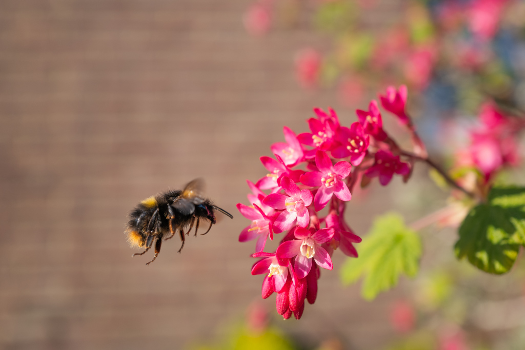 Pollination Ecology and Principles of Pollinator Landscape Design ...