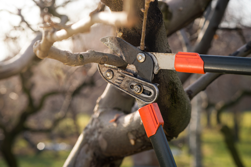 Pruniversity: The Short Course on Pruning and Training Trees - HalfMoon Education, Inc