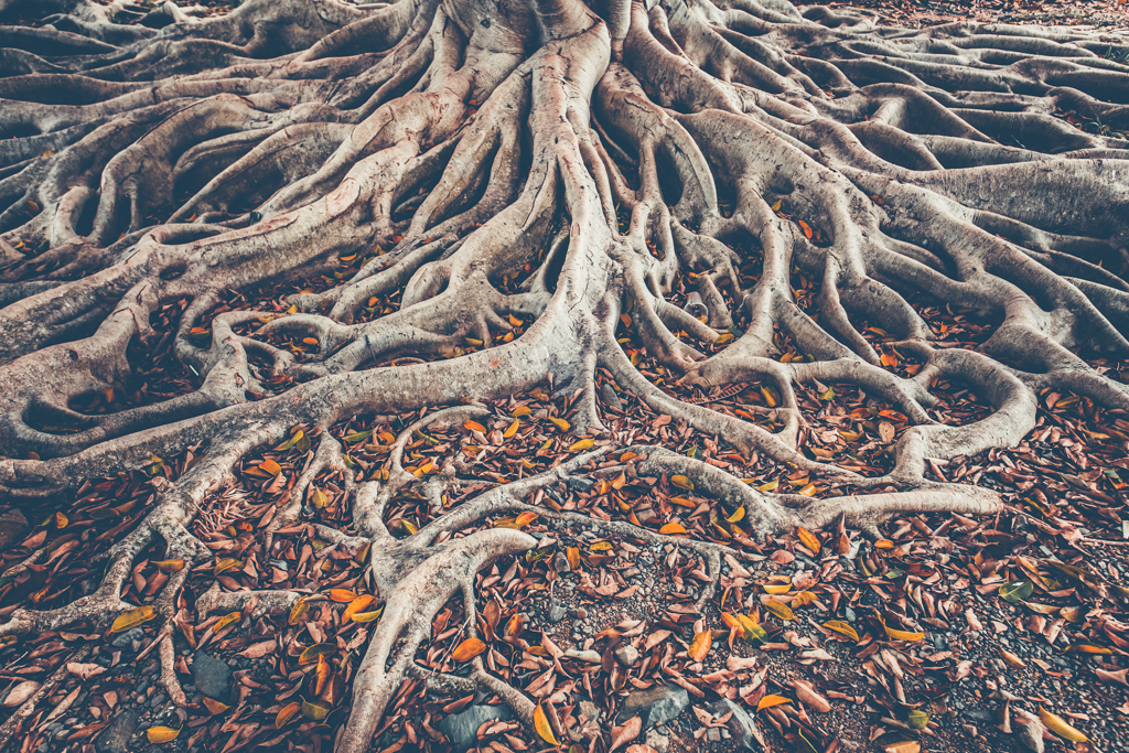Understanding and Strengthening the Soil Food Web for Sustainable ...