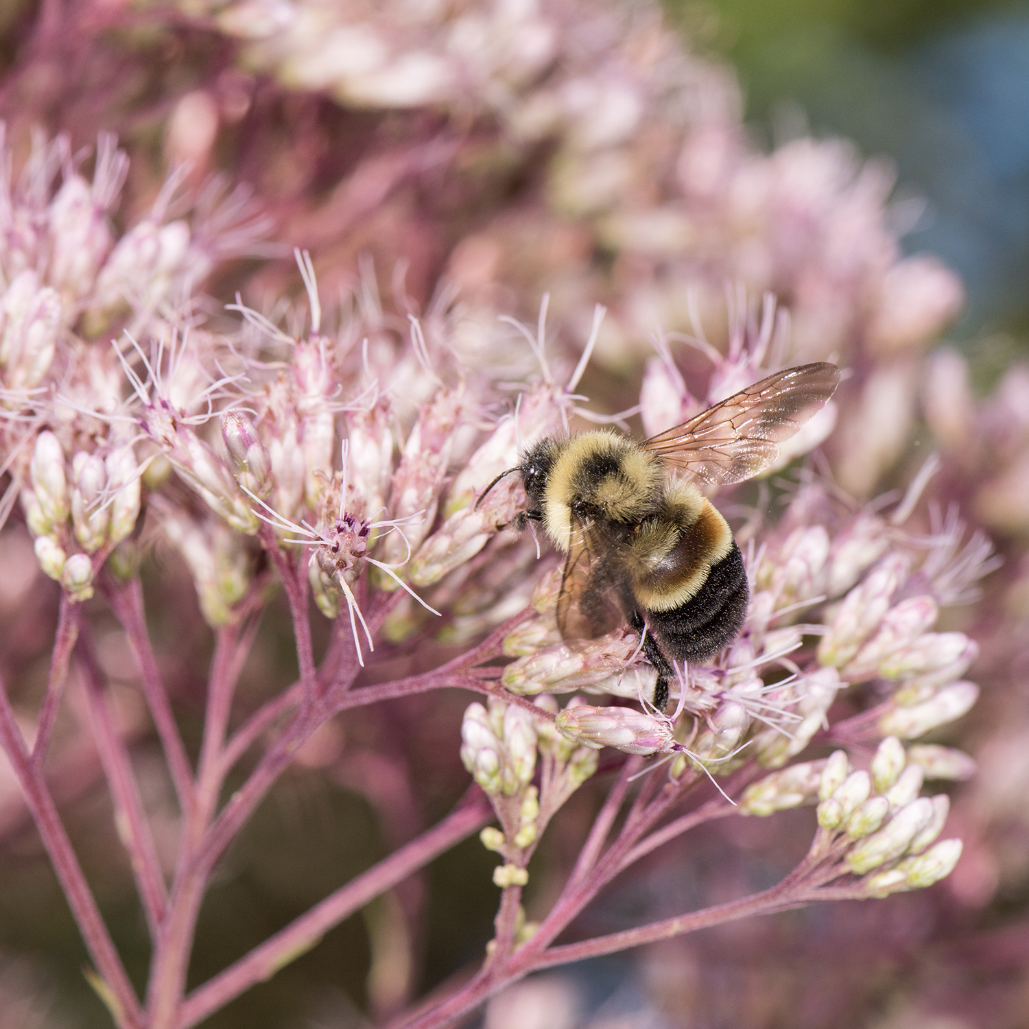 How to Create Pollinator Habitat - HalfMoon Education, Inc