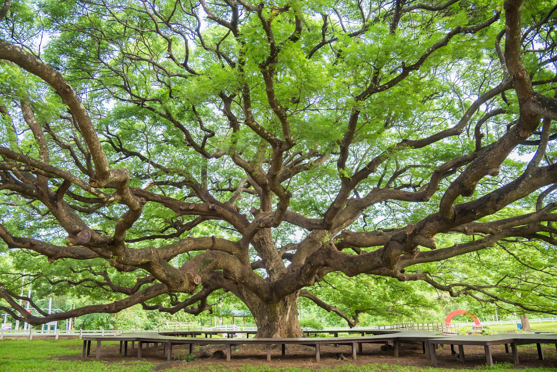 Heritage Trees: Why and How to Save and Protect Them - HalfMoon ...