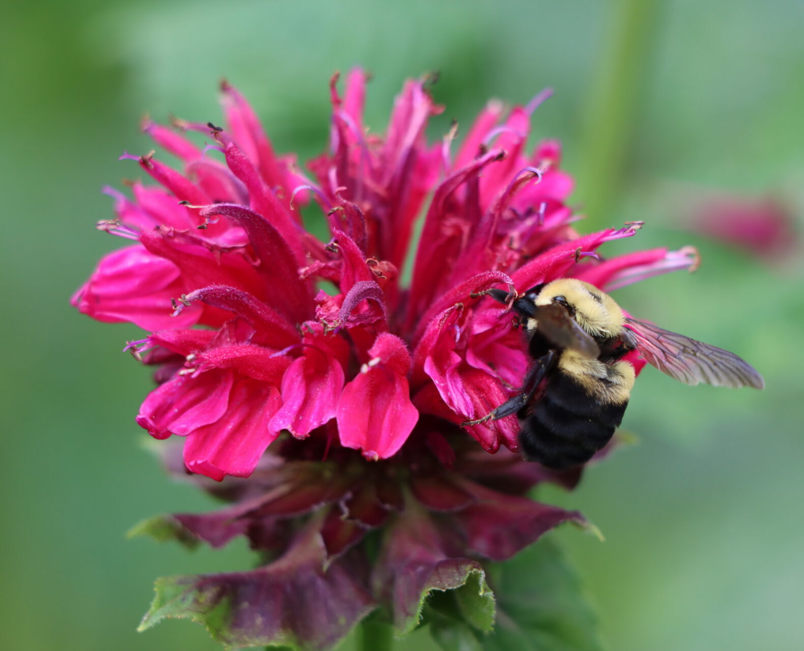 Landscaping for Pollinators - HalfMoon Education, Inc
