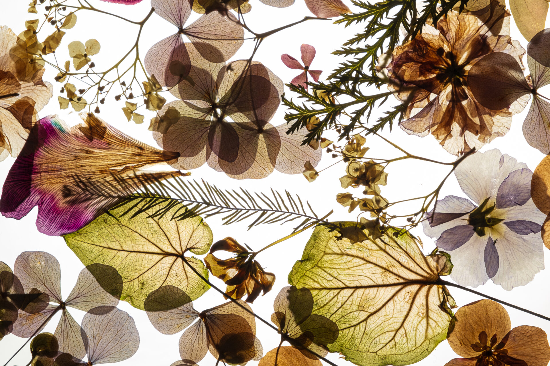 Botany Fundamentals - HalfMoon Education, Inc