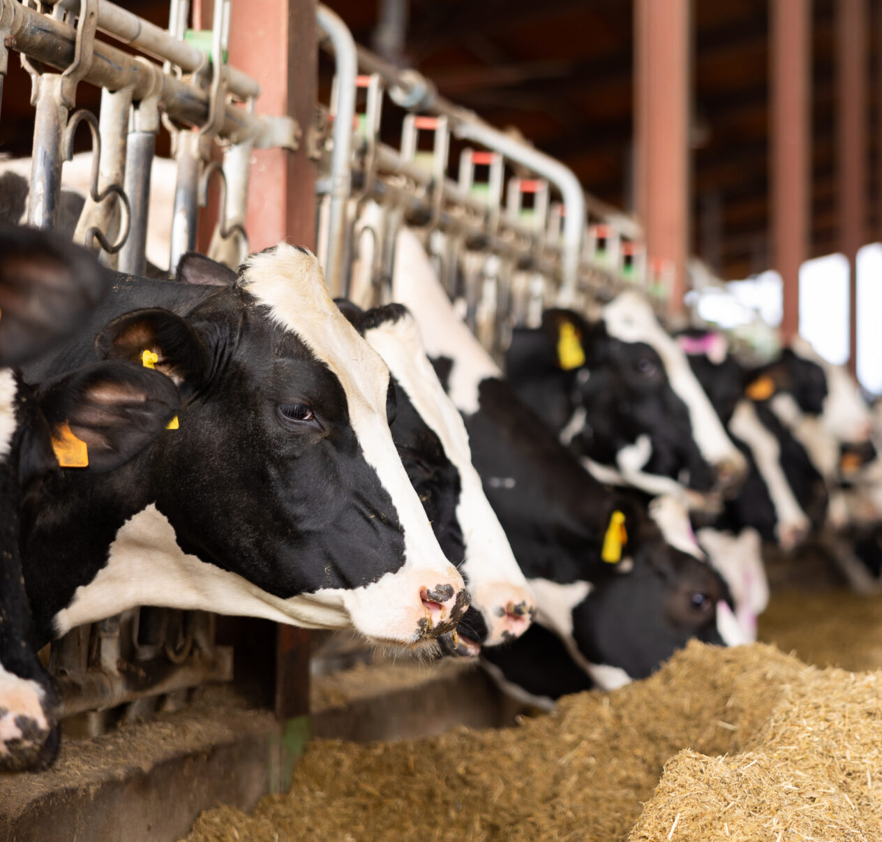 Indiana Confined Animal Feeding Operation (CAFO) Laws, Regulation and ...