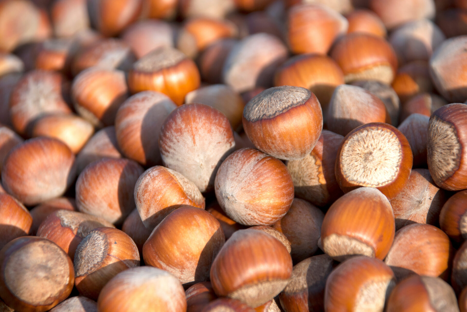 Processing Native Tree Nuts - HalfMoon Education, Inc