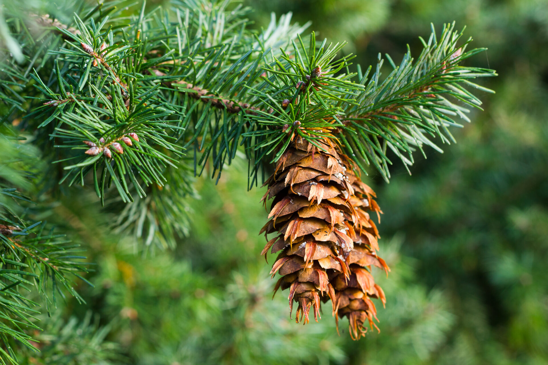 Conifer Workshop - HalfMoon Education, Inc