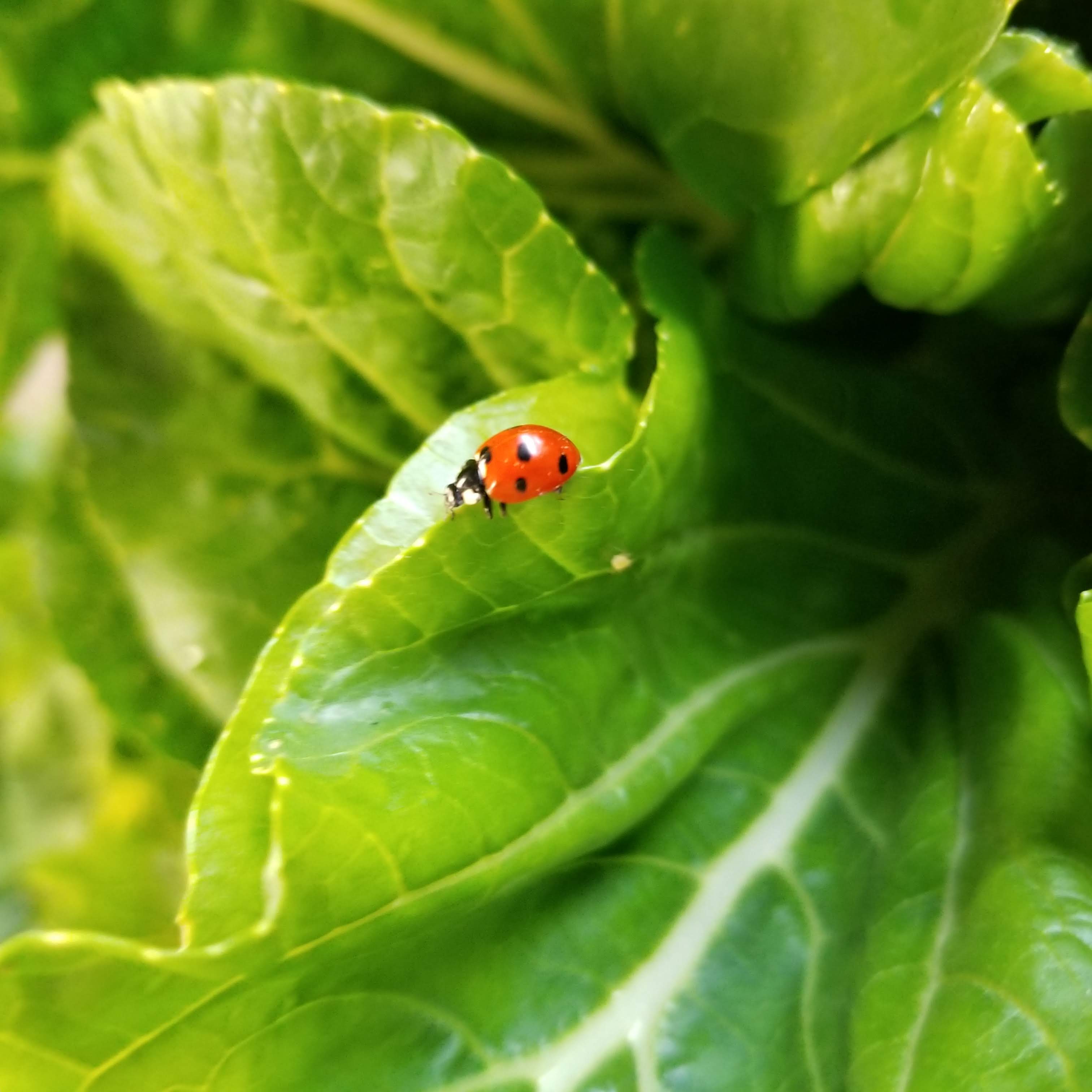 Beneficial LadyBugs - Farm Happenings at Willow Haven Farm - Harvie
