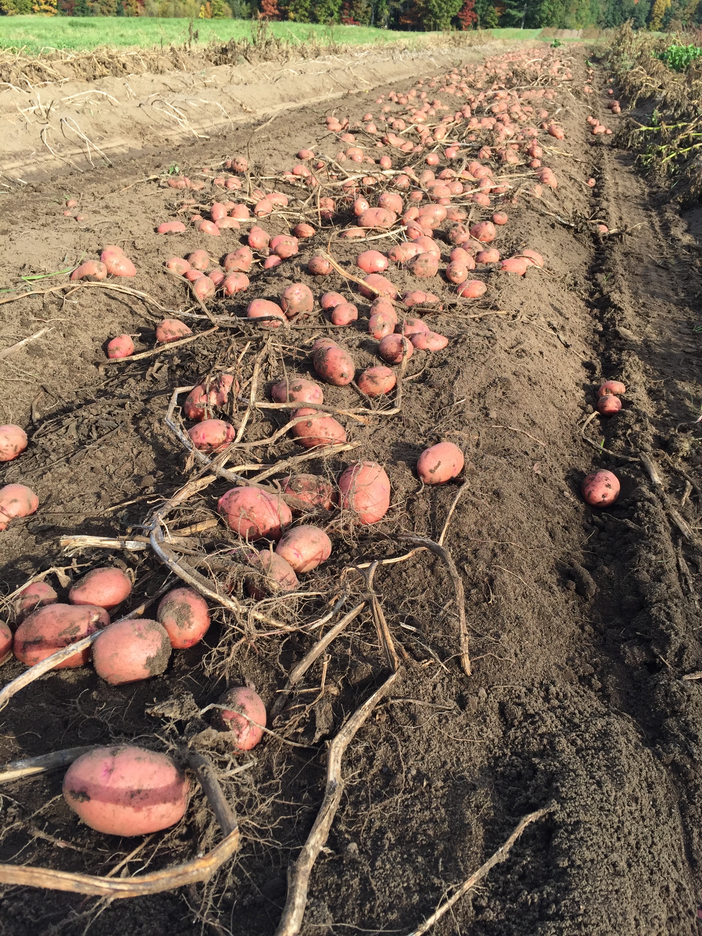 Labor on Labor Day and other news... - Farm Happenings at Crystal ...