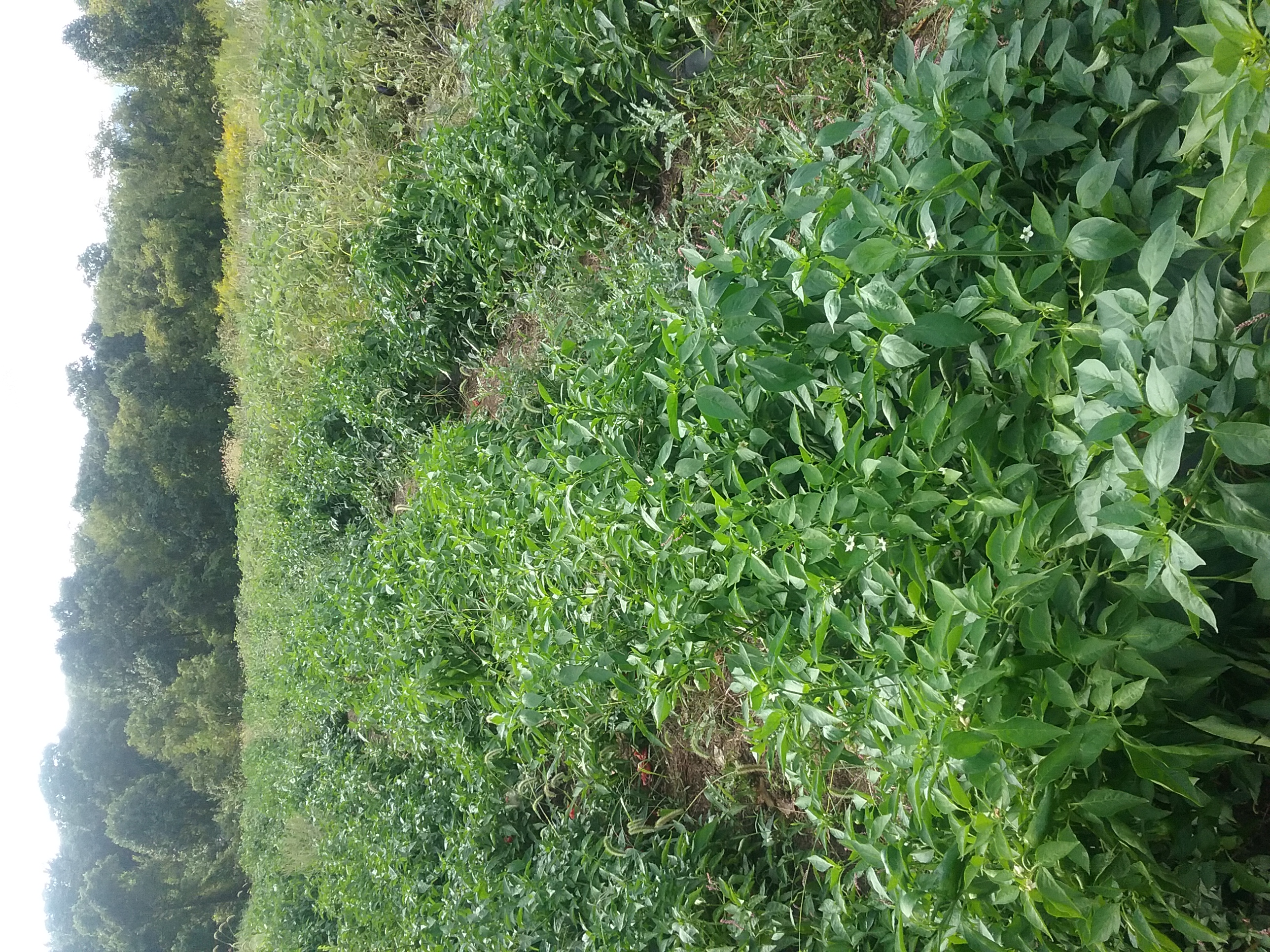 The unvarnished truth - Farm Happenings at Jade Family Farm - Harvie