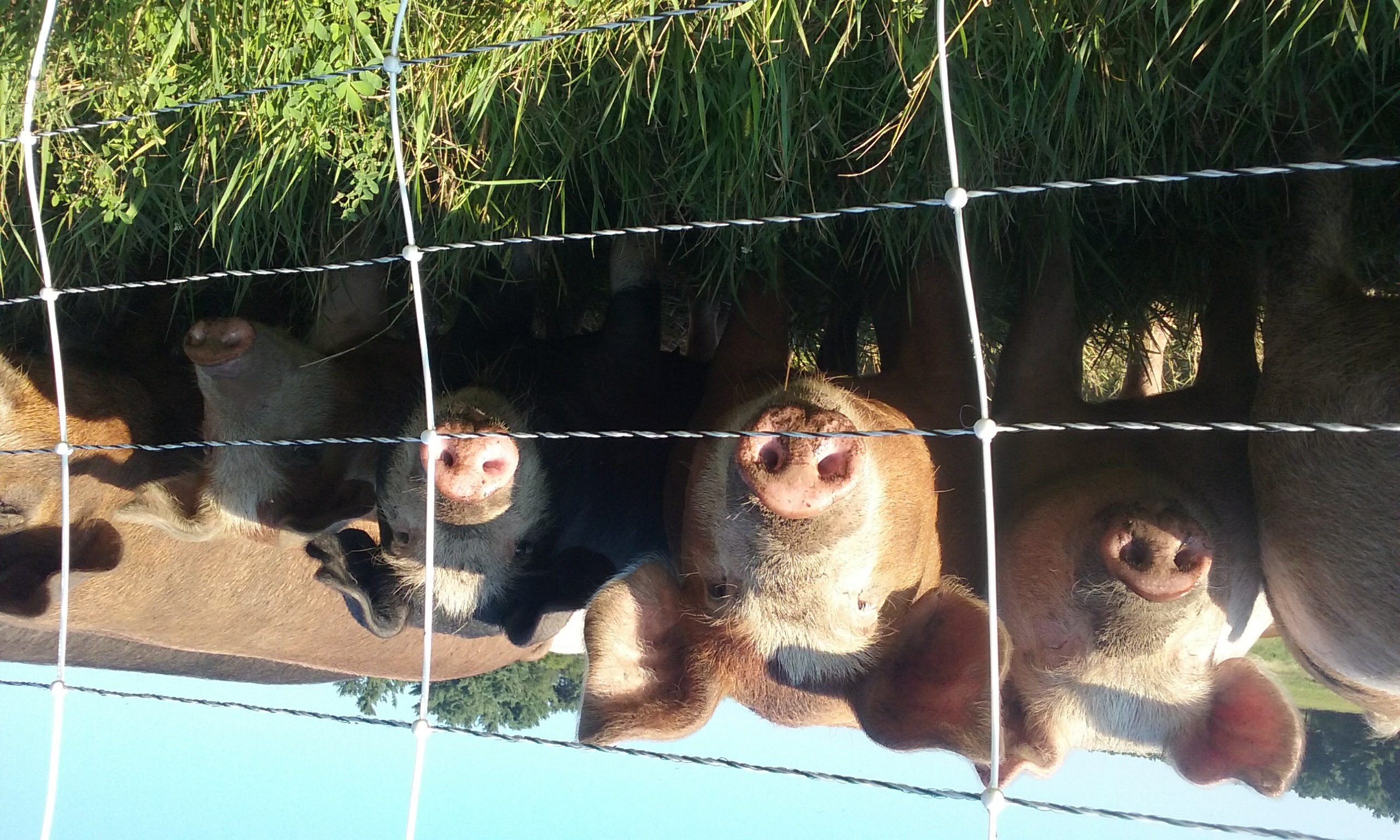 Welcome to the First Pork Share Delivery! - Farm Happenings at ...