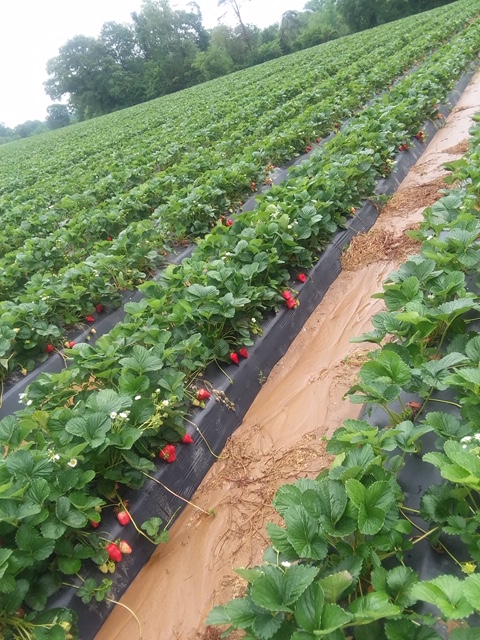 Week 2: Some Tips to Learn & Rhubarb - Farm Happenings at AgriBerry ...