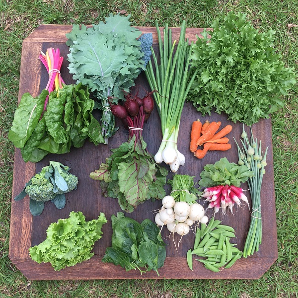 Harvest Morning on the Farm - Farm Happenings at Rora Valley Farms - Harvie