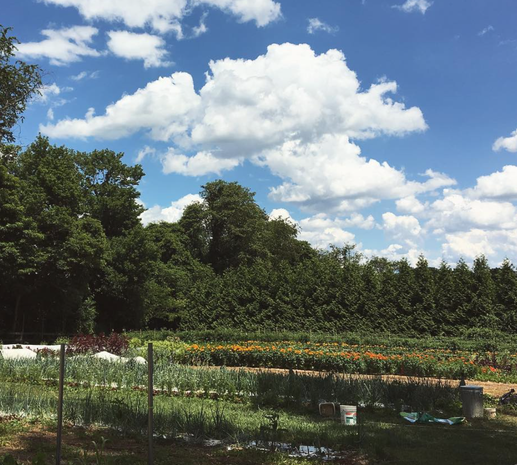 Farm Happenings for May 21, 2019 - Farm Happenings at Oak Spring Farm ...