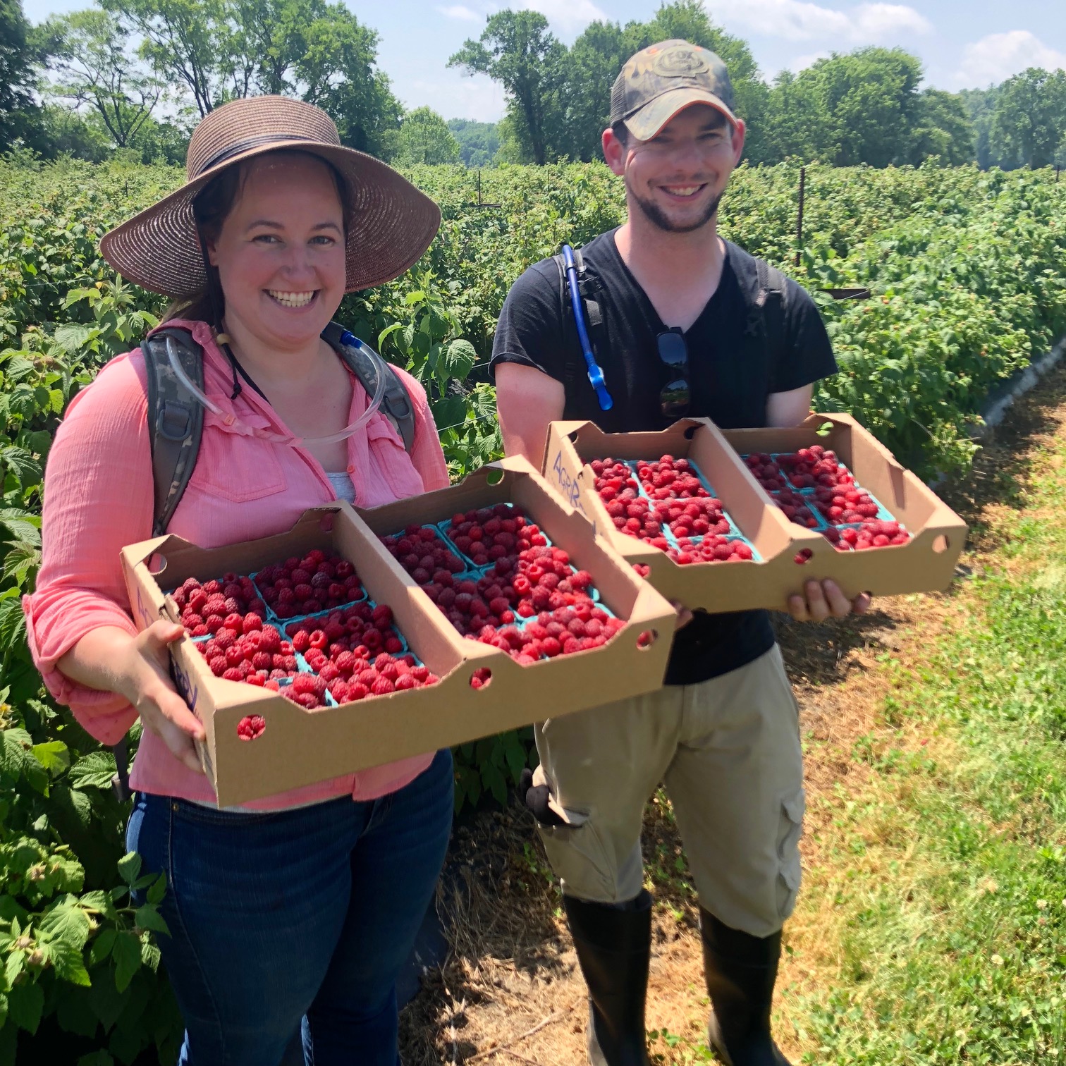 Raspberries! - Farm Happenings at AgriBerry Farm - Harvie