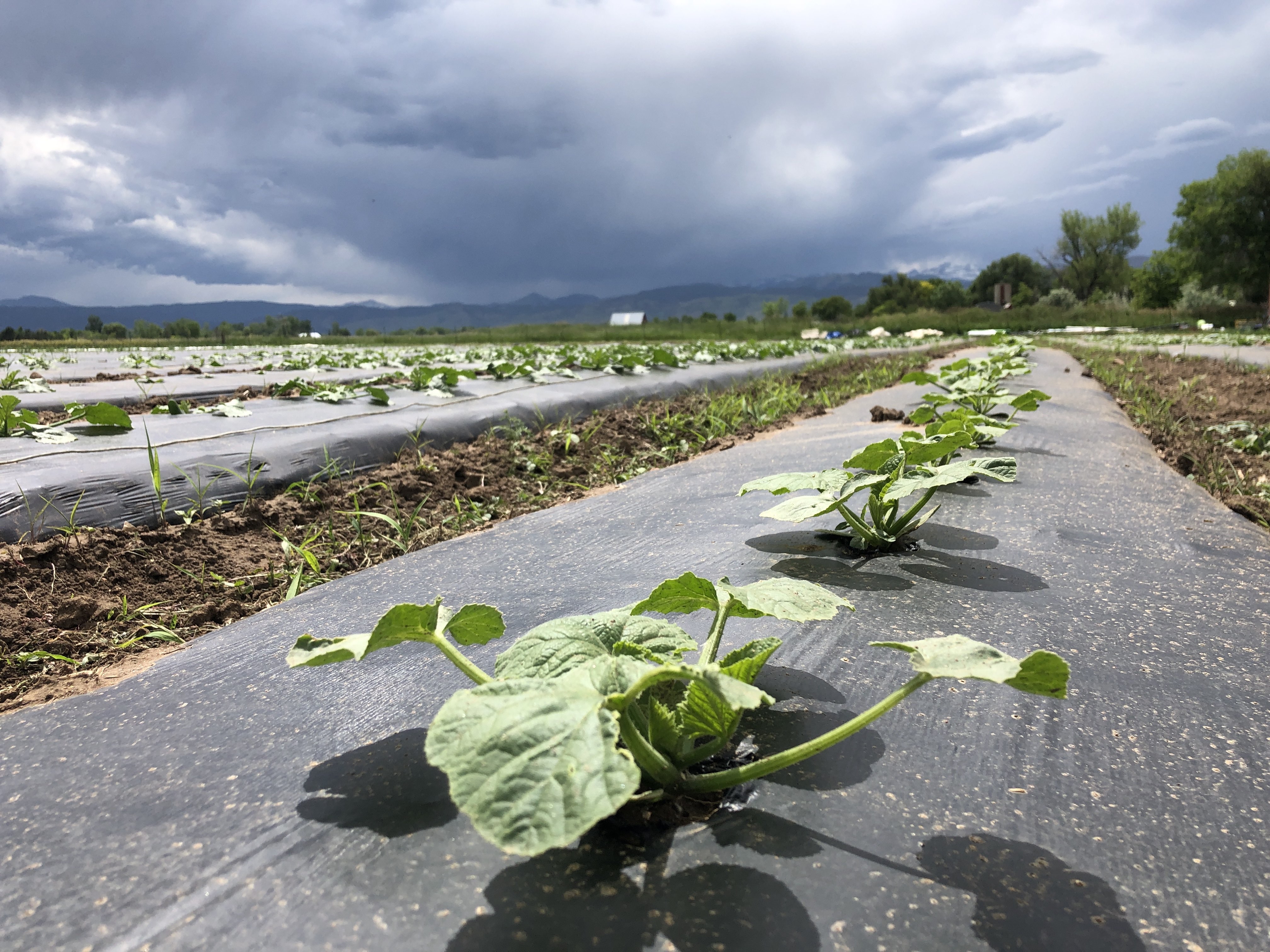 Feels like Summer here at the Farm - Farm Happenings at Kilt Farm - Harvie