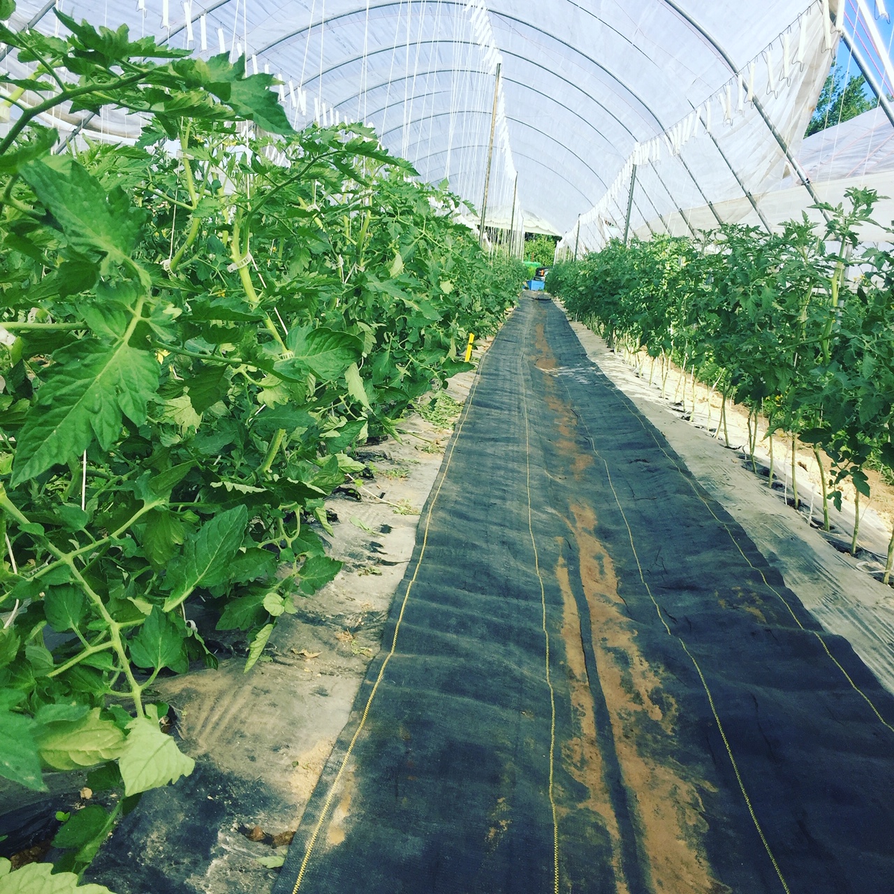Week three! Get ready for the weedy season! - Farm Happenings at ...