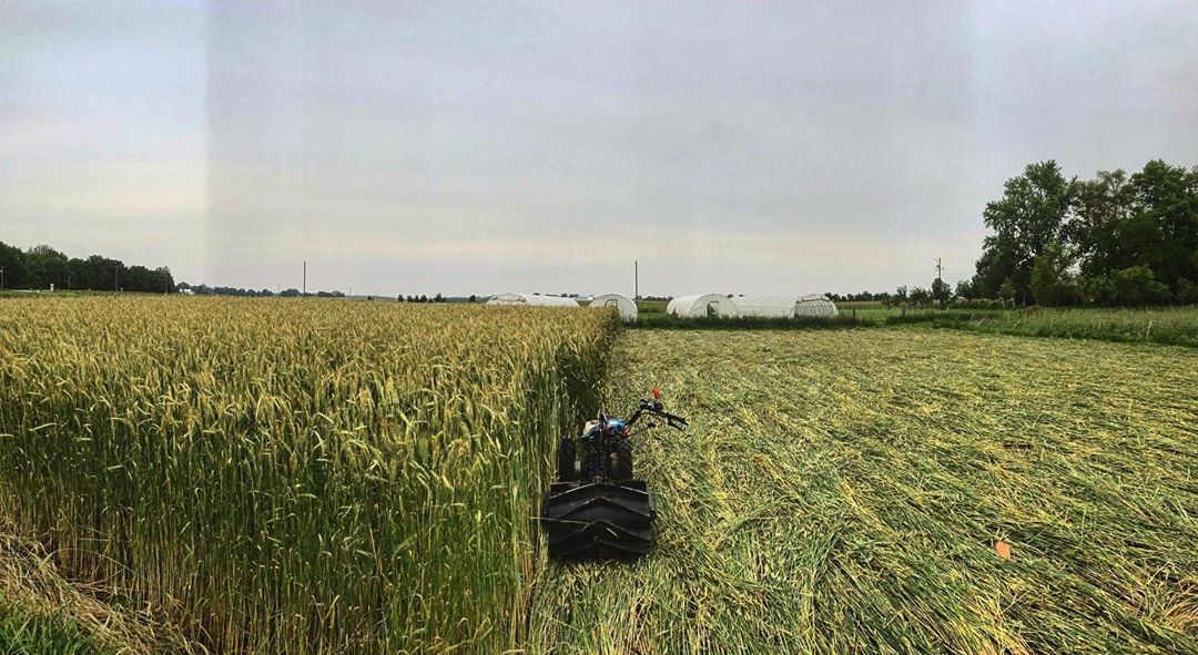 Rolling the Rye - Farm Happenings at Hawkins Family Farm - Harvie