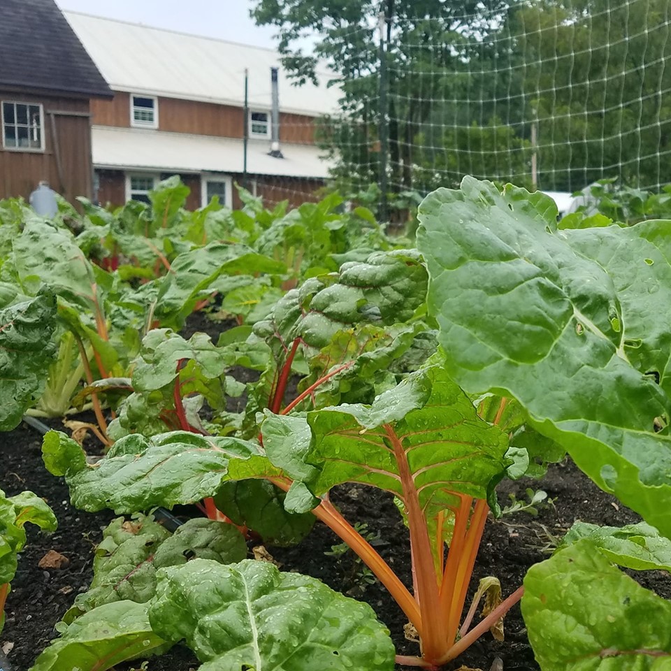 Farm Happenings for July 10, 2019 - Farm Happenings at Broadfork Farm ...