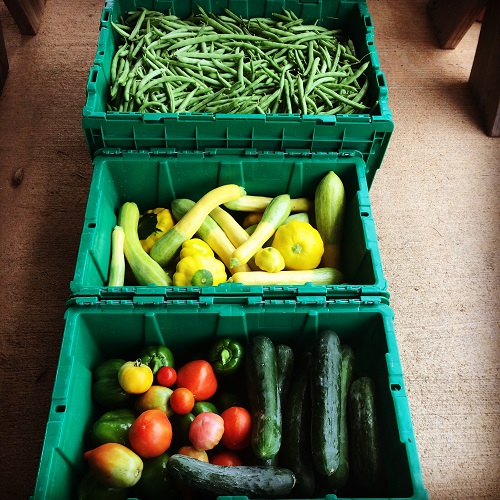 Heat and Harvest! - Farm Happenings at Rora Valley Farms - Harvie