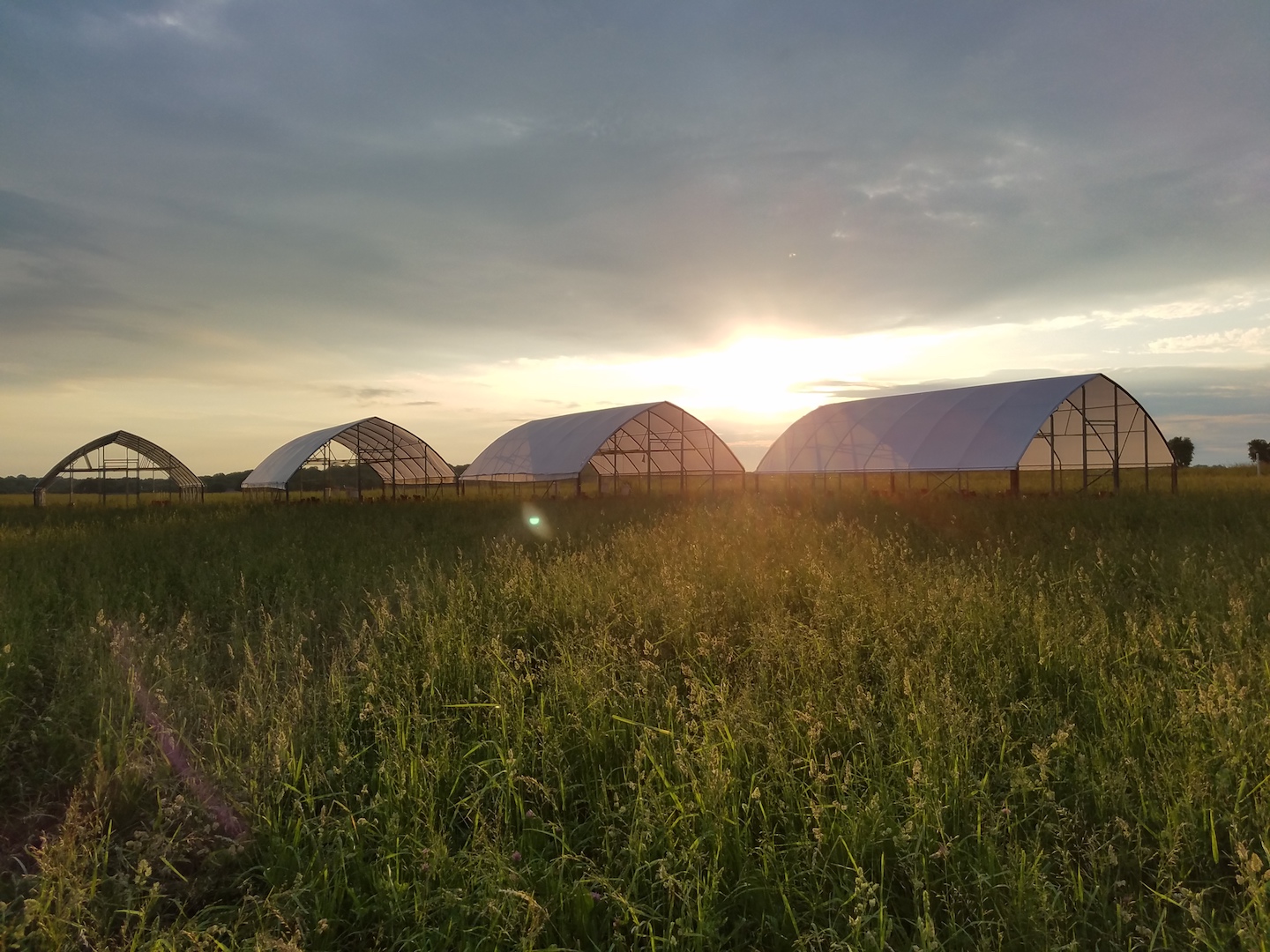 Farm Happenings for August 9, 2019 - Farm Happenings at All Grass Farms ...