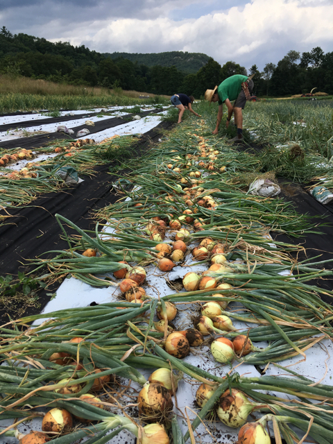 Bulk Harvest - Farm Happenings at Root 5 Farm - Harvie
