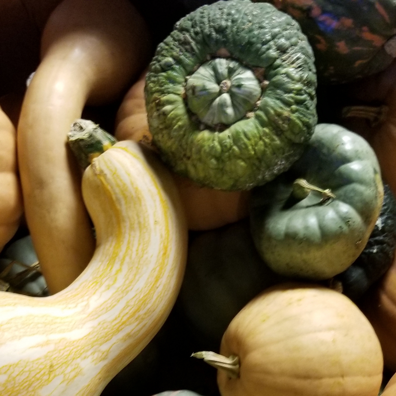 Is that a pumpkin? - Farm Happenings at BMA FARM - Harvie