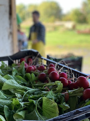 Roots, Shoots and Muddy Boots - Farm Happenings at Park Ridge Organics ...