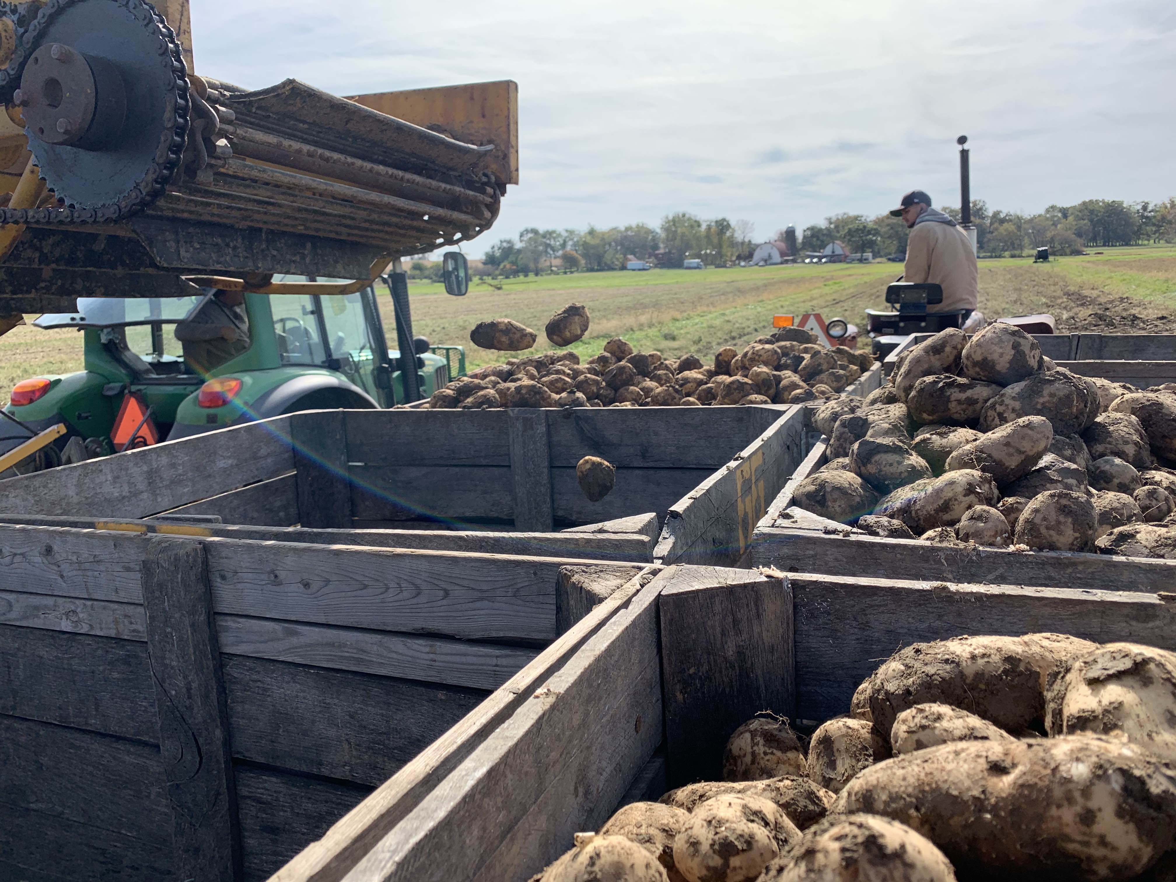 Week 16 Farm News Coming Soon - Farm Happenings at Angelic Organics ...