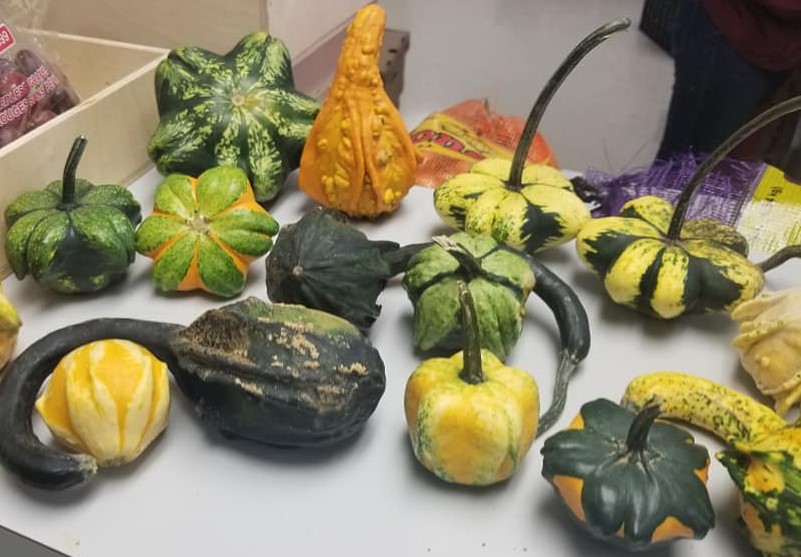 Itsy, Bitsy Gourds! - Farm Happenings at BMA FARM - Harvie
