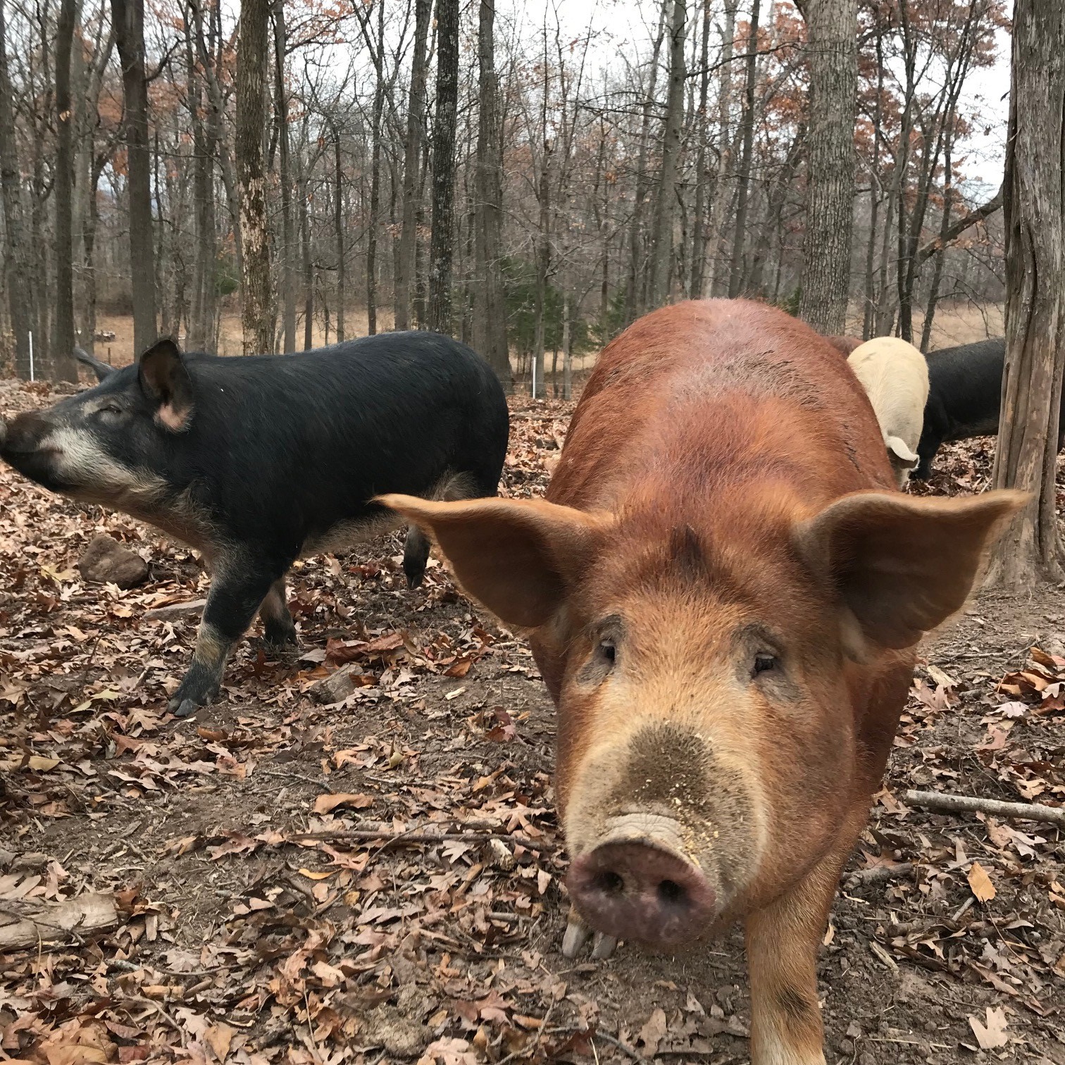 Responsibly Raised - Farm Happenings at Willowsford Farm - Harvie
