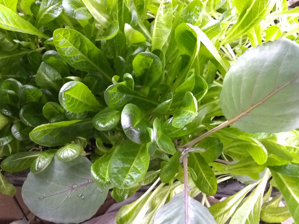 Farm Happenings for January 21, 2020 Update from Dig Deep Farm - Farm ...