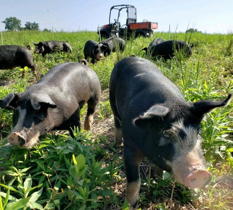 Hog Wild - Farm Happenings at Willowsford Farm - Harvie