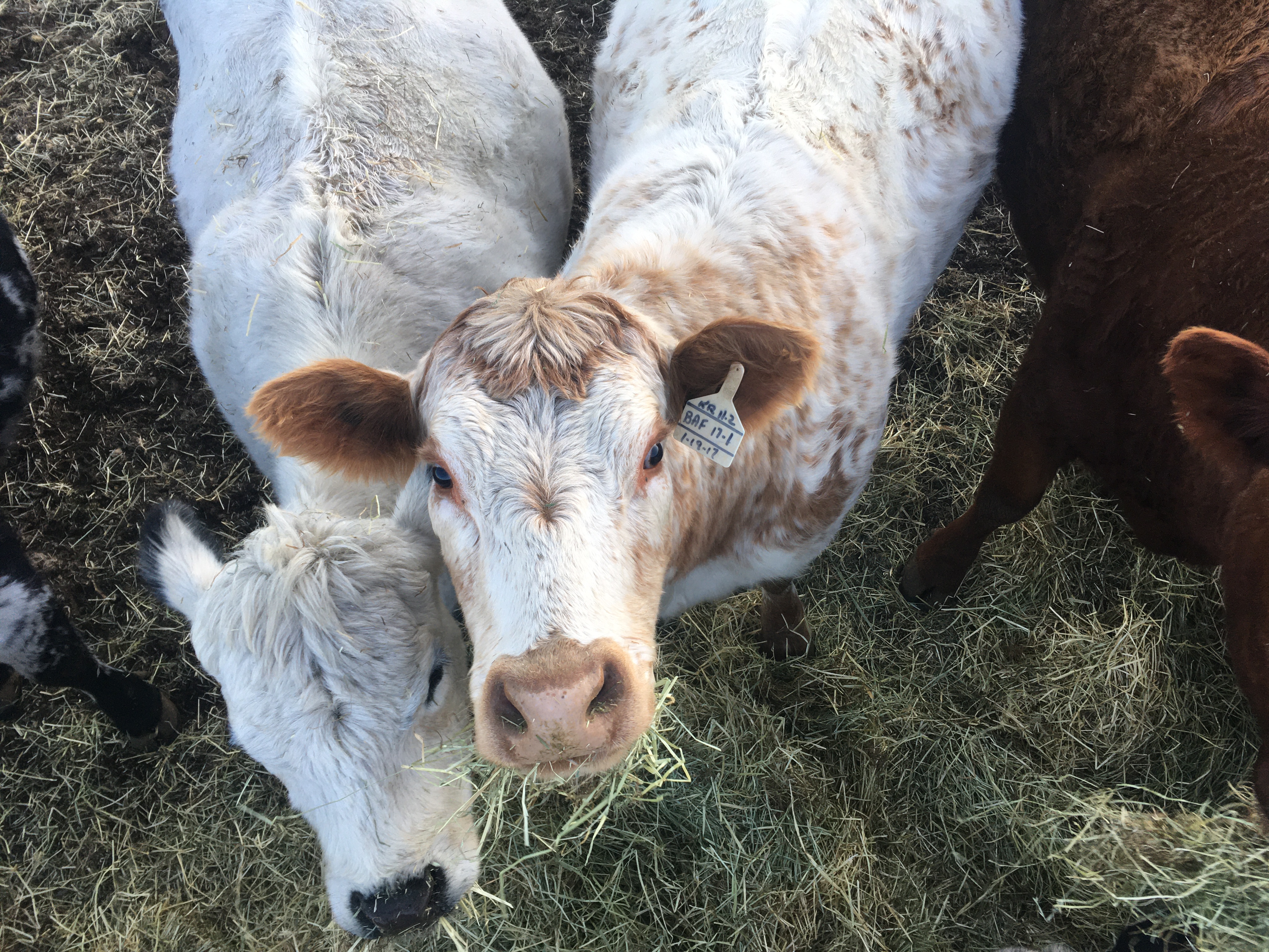 A day in the life of a farmer - Farm Happenings at Spoon Full Farm - Harvie