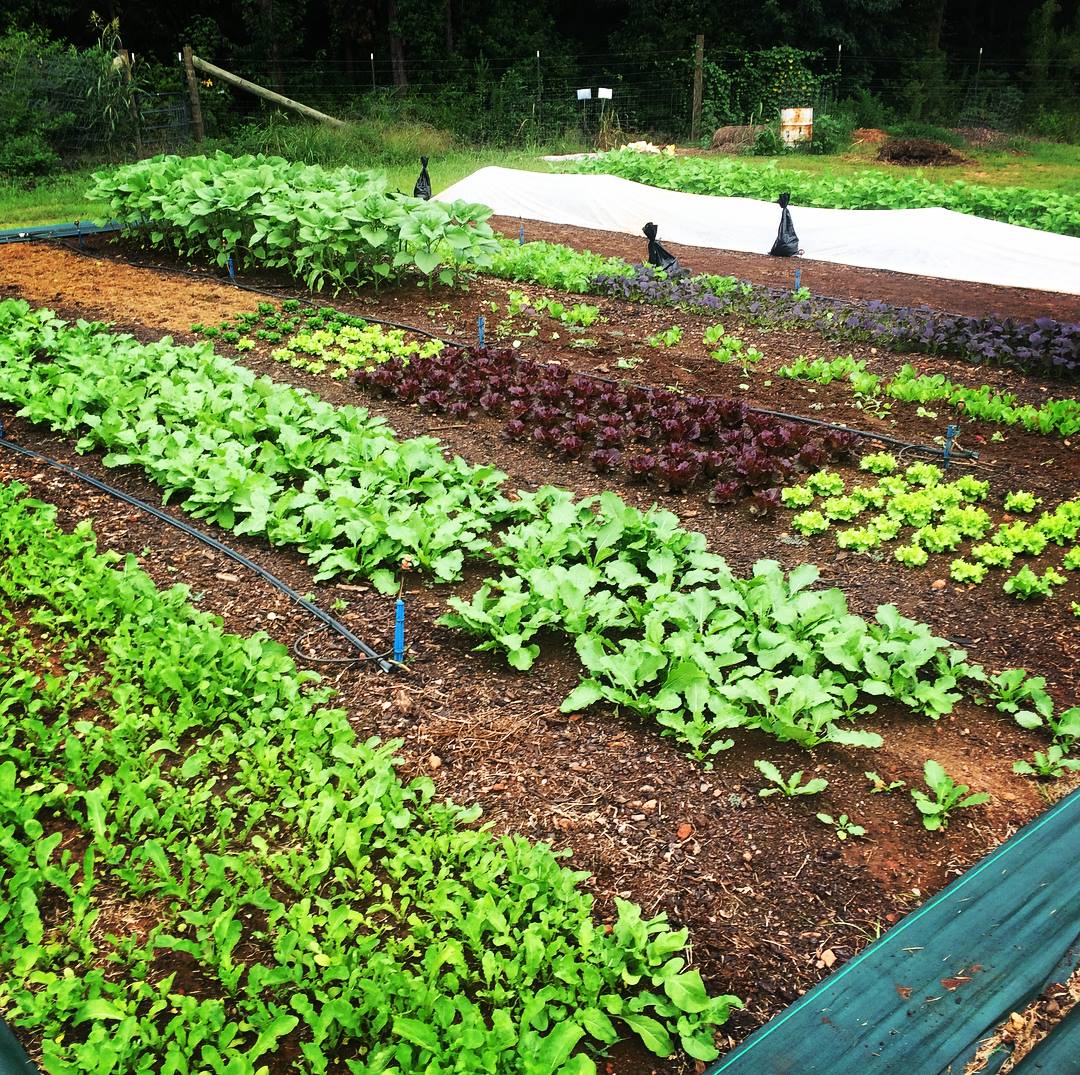 We are here for you! Local farming provides resilience in troubled ...