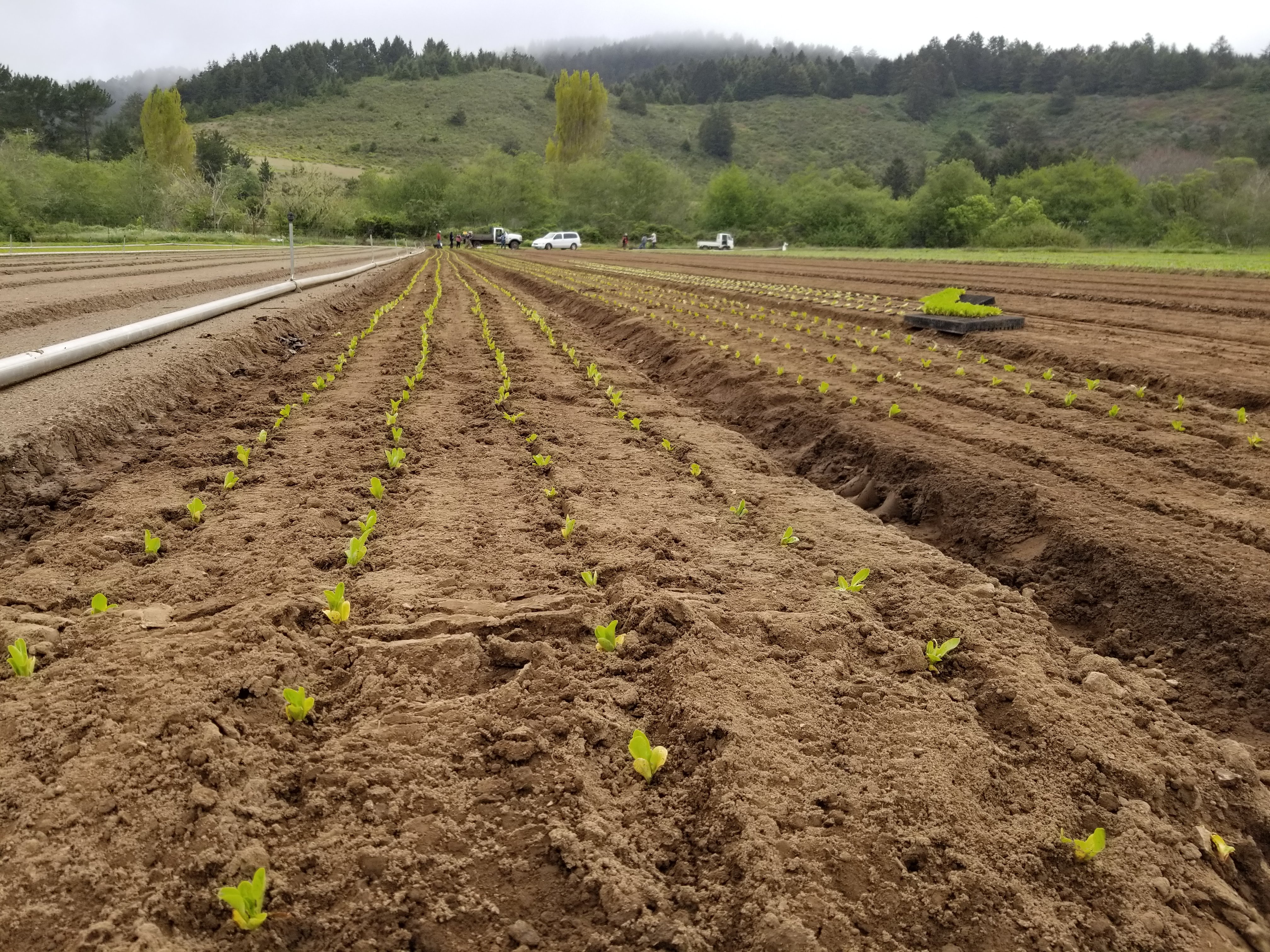 Farm Happenings for April 23, 2020 - Farm Happenings at Fifth Crow Farm ...