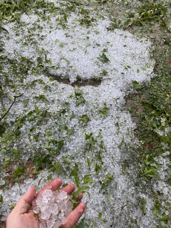 Severe Crop Damages from Large Hail Storm on Sunday - Farm Happenings ...