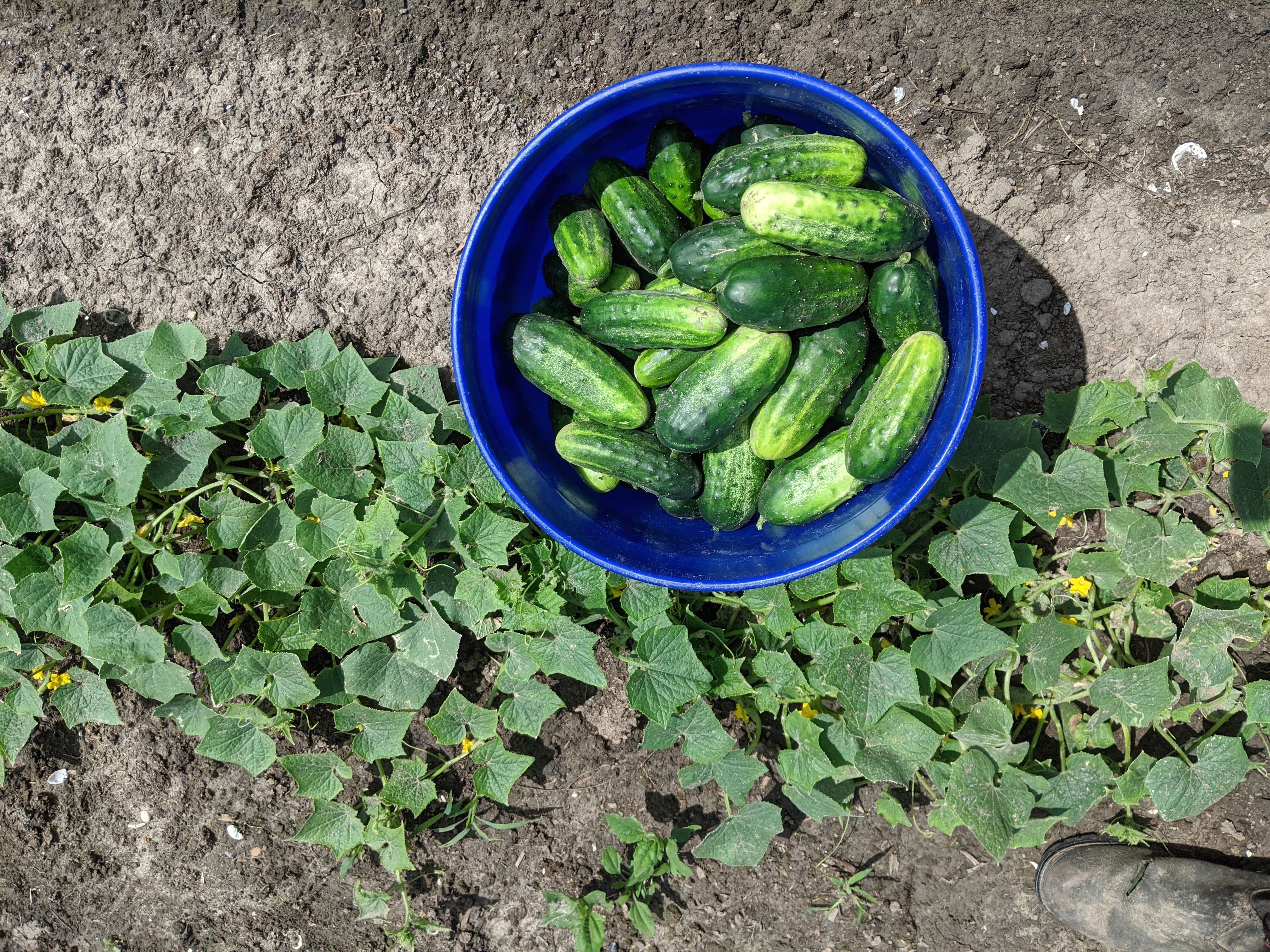 Pickling Cukes are King - Farm Happenings at River Queen Greens - Harvie