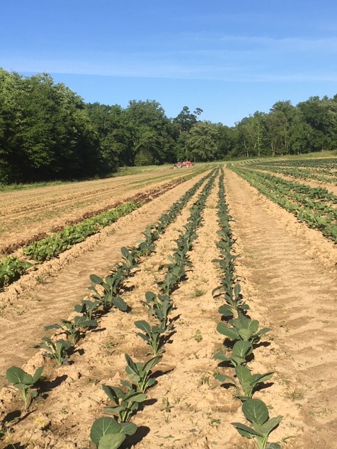 Farm Happenings for May 4, 2020 - Farm Happenings at Rise N Shine Farm ...