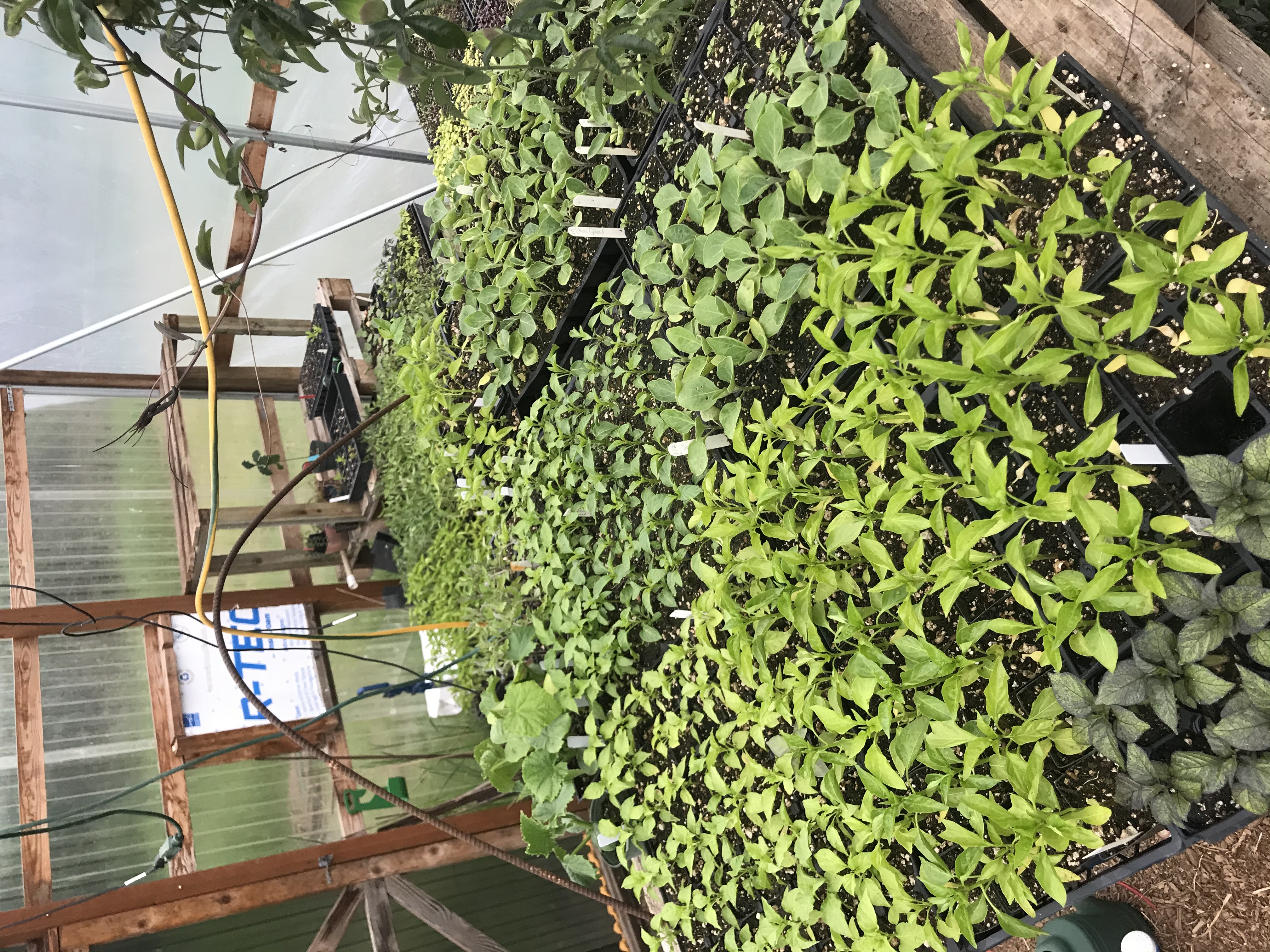 Farm Happening May 4th - 10th - Farm Happenings at Flat Tack Farm - Harvie