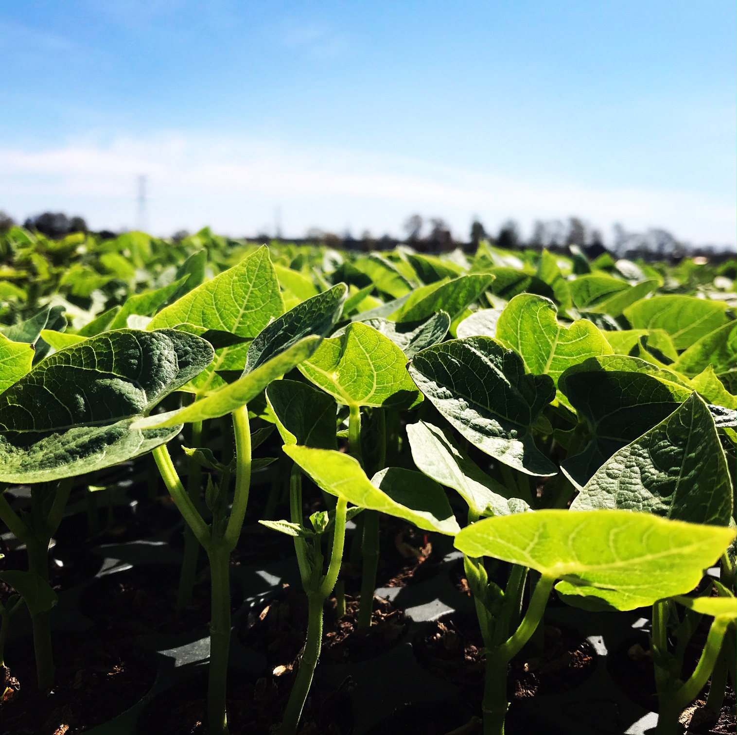 So Much Planting! - Farm Happenings at Crisp Country Acres - Harvie