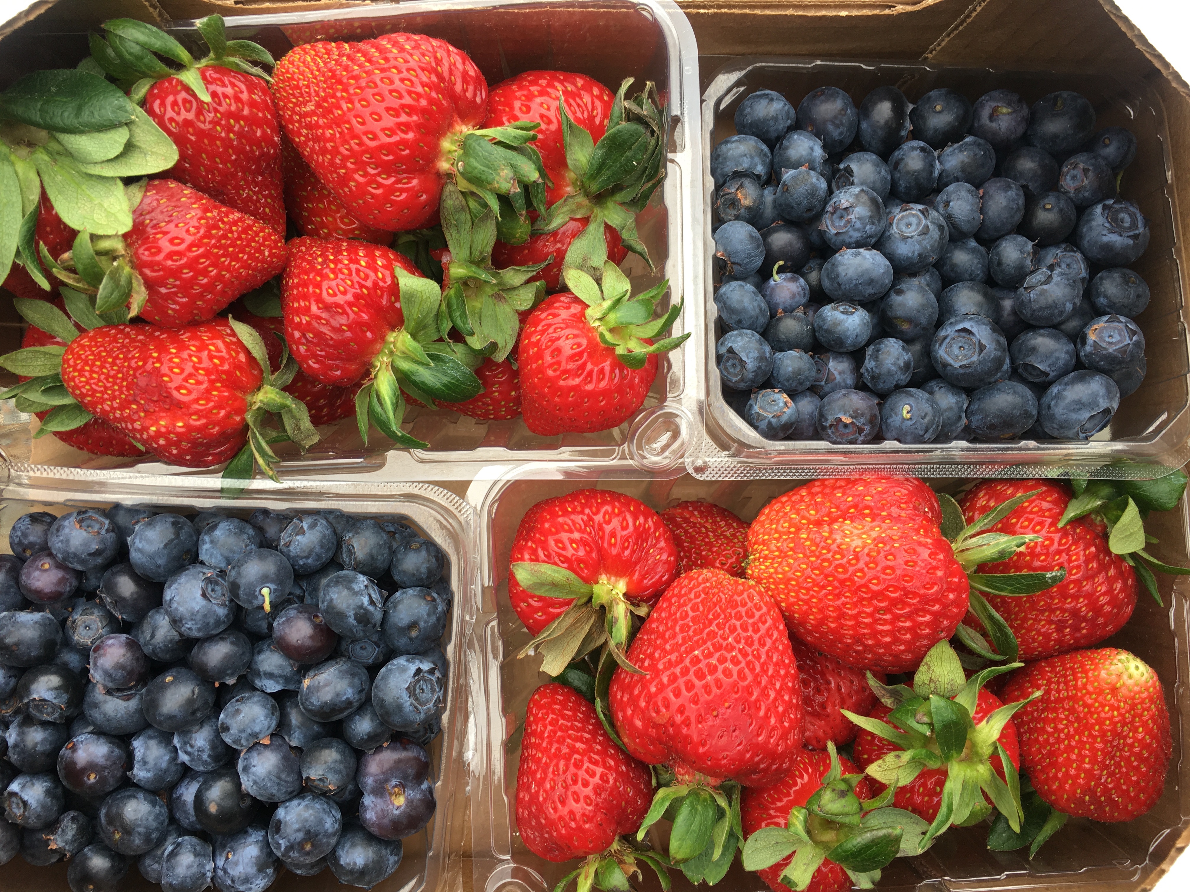 Regional Berry Farm Realities... Yes, Mold Happens - Farm Happenings at ...