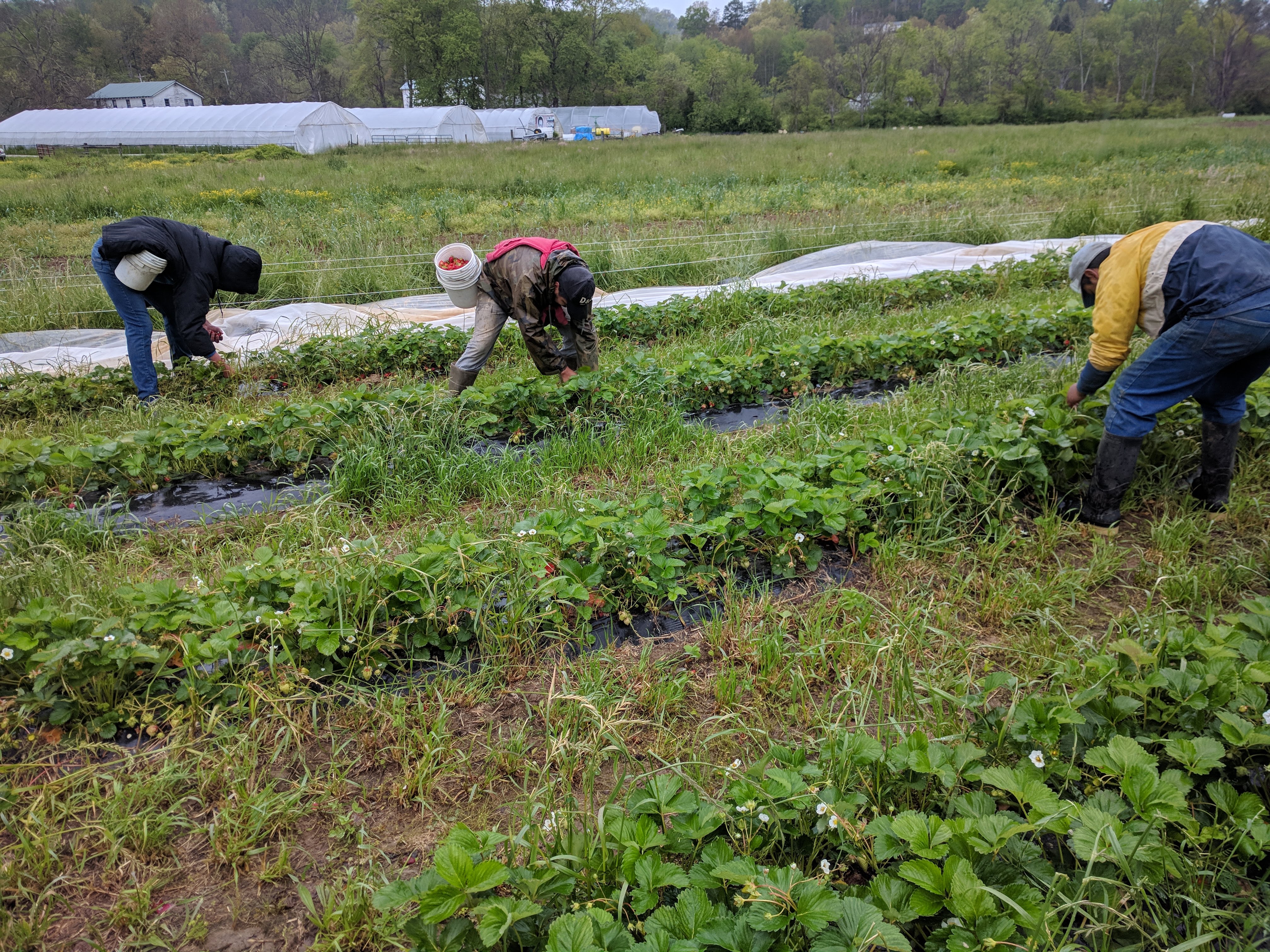 Week 2 - Farm Happenings at Sustainable Harvest Farm - Harvie