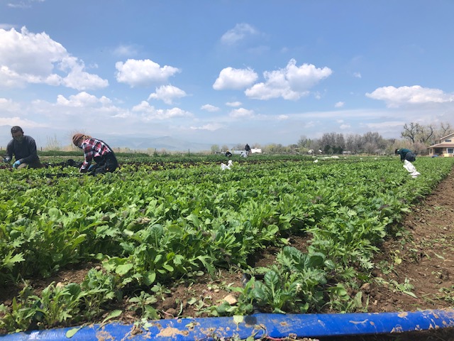 Farm Happenings Week 2 - Farm Happenings at Aspen Moon Farm - Harvie