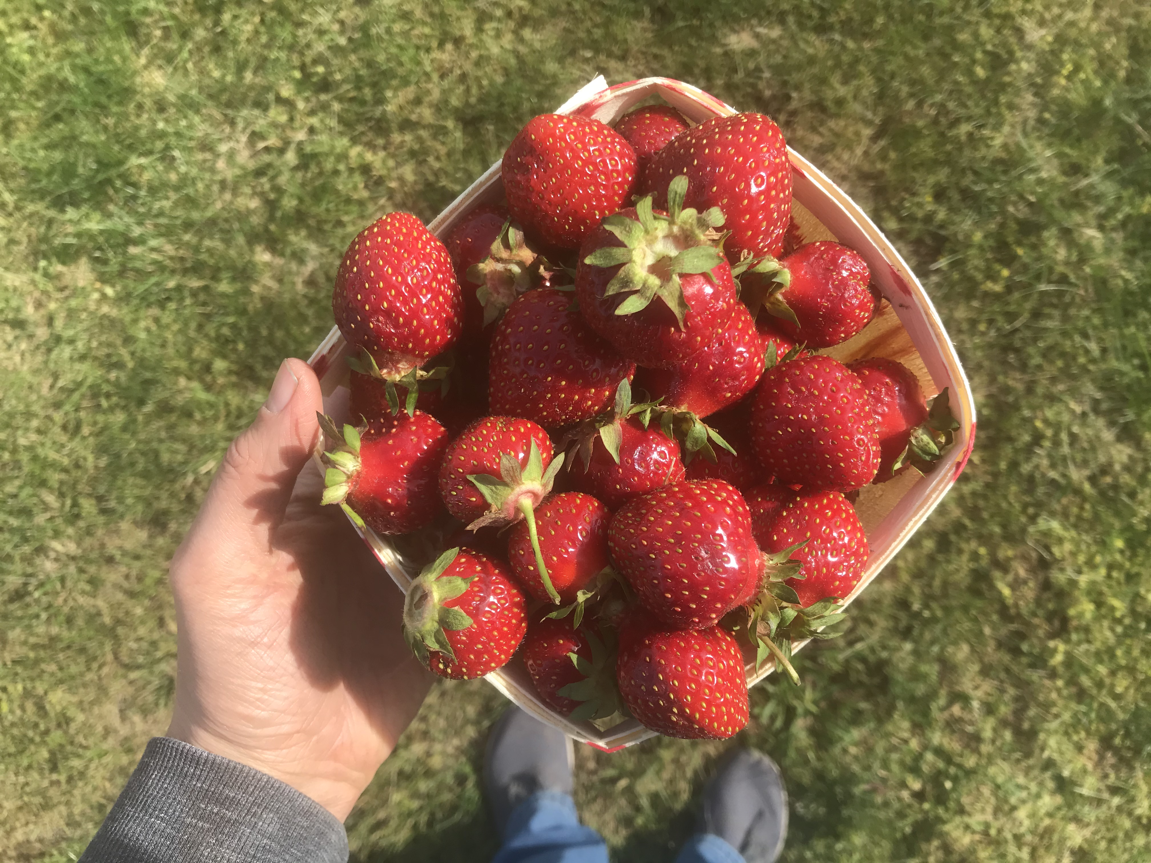 Summer here we come! - Farm Happenings at Crisp Country Acres - Harvie