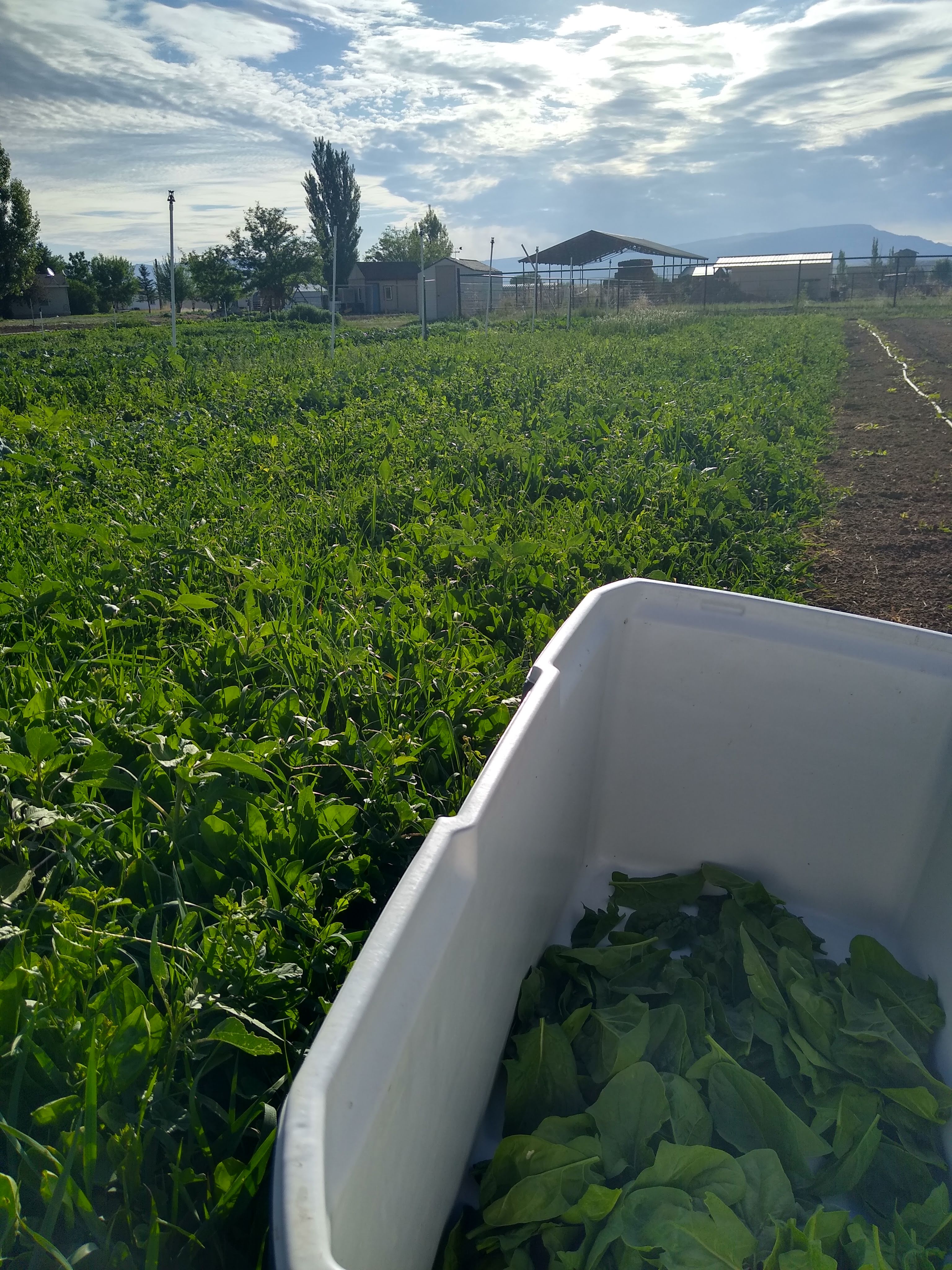 Spring into Summer: Spring Week #6 - Farm Happenings at Heritage Family ...