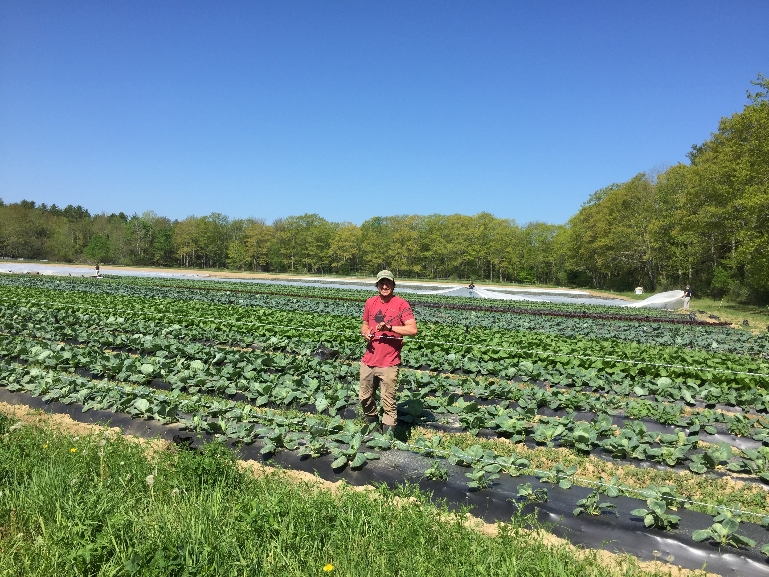 Shares Begin! Farm and Share update for June 10th/11th Delivery - Farm ...
