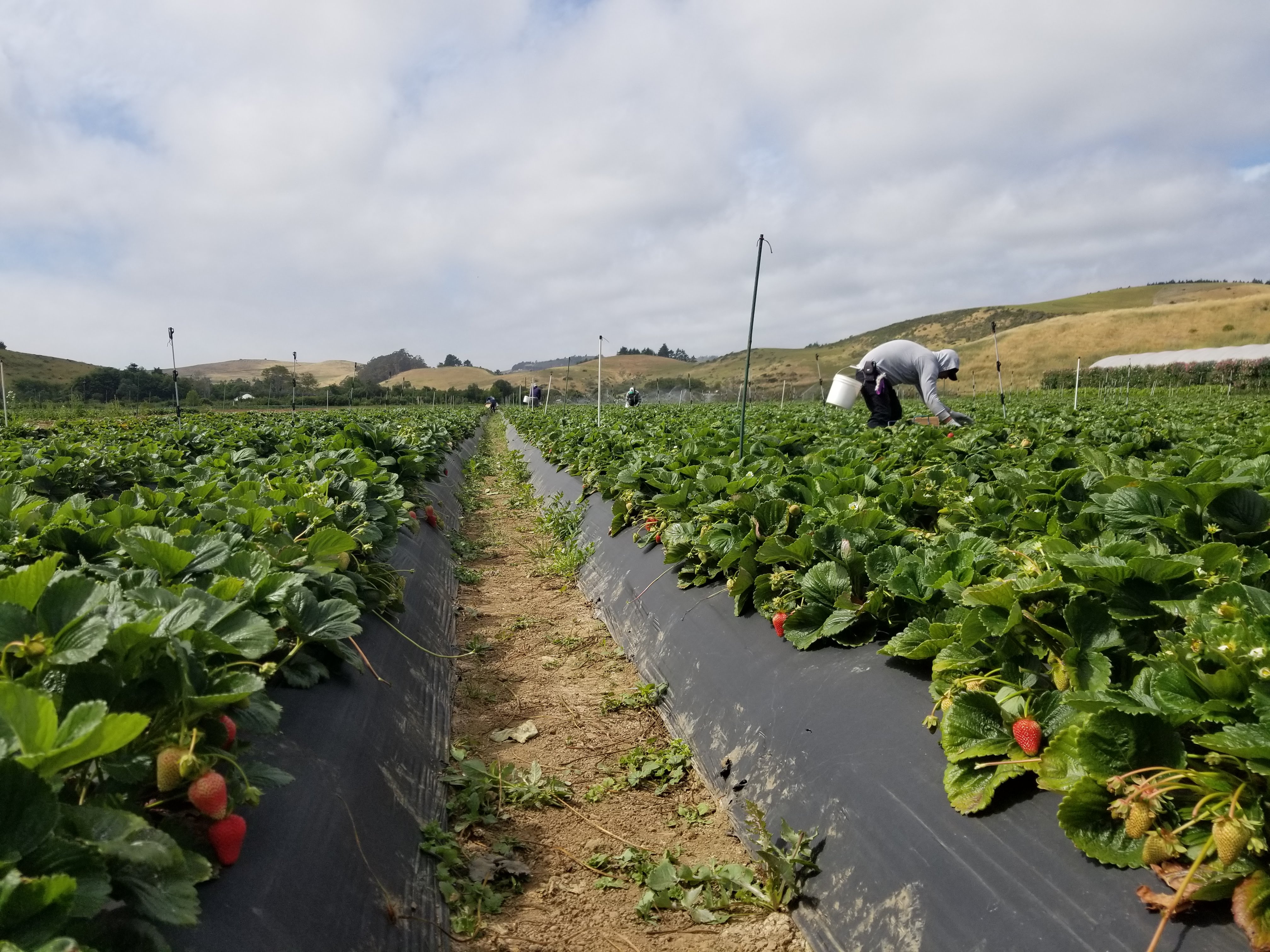 Farm News June 11, 2020 - Farm Happenings at Fifth Crow Farm - Harvie