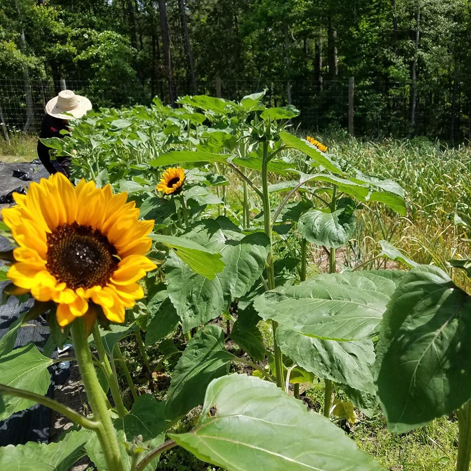 Farm Happenings for June 13, 2020 - Farm Happenings at Broadfork Farm ...